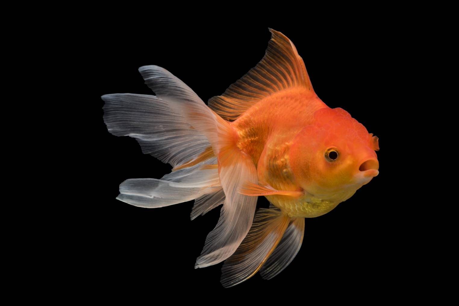 Best Coldwater Fish for Your Aquarium - Adopt A Pet